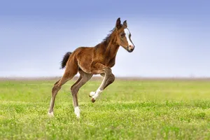 Random Animal Generator