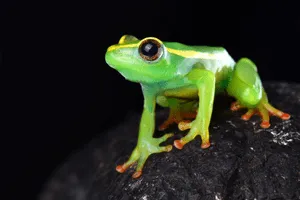 Random Animal Generator