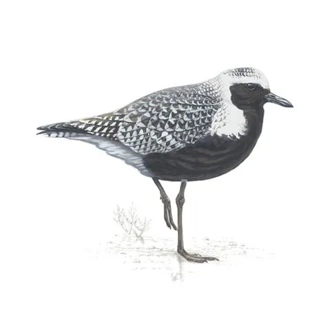 Random Bird Generator 🐦🦃🕊️