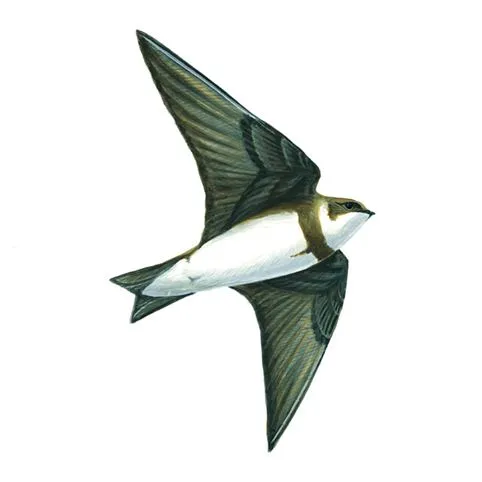 Random Bird Generator 🐦🦃🕊️