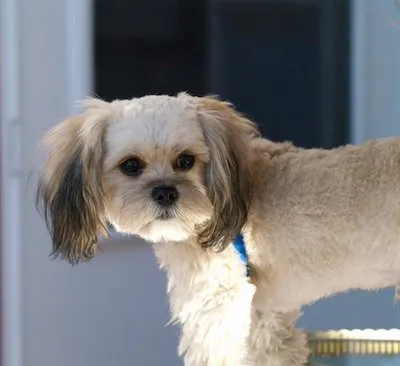 Random Dog Generator 🐶🐕🐩