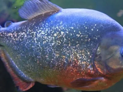 Random Fish Generator 🌊🦈🐟