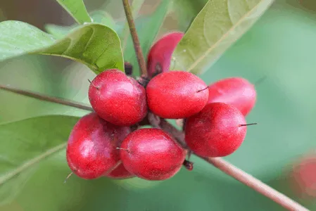 Random Fruit Generator 🍌🍎🍇