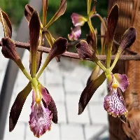 Random Orchid Generator 🌸🌺