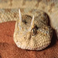 Random Snake Generator 🐍